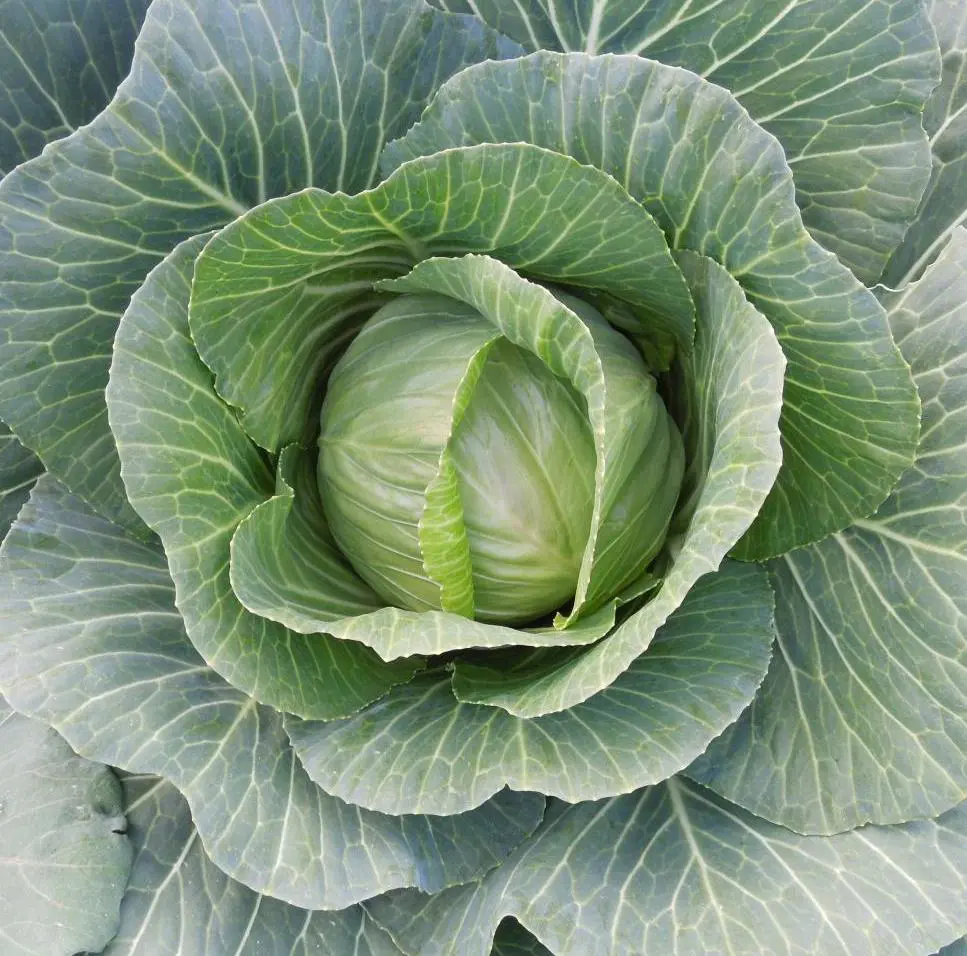 15 Cabbage Nutrition Facts and Health Benefits For You