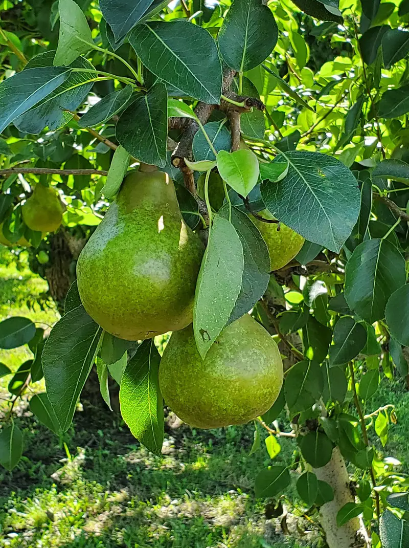 20 Types Of Pears And Their Health Benefits
