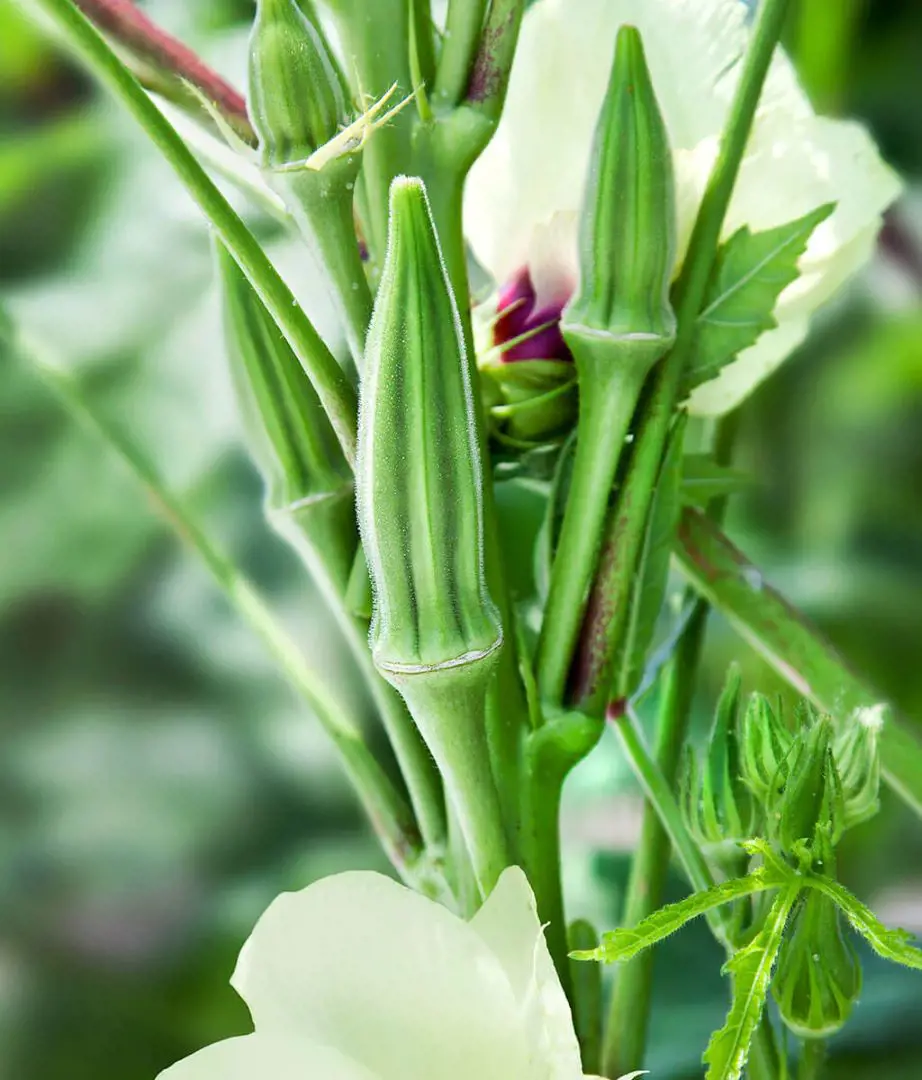 11 Proven Okra Benefits And Nutrition Facts