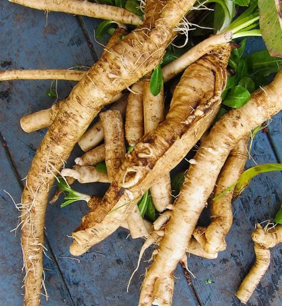 19 Chicory Root Health Benefits