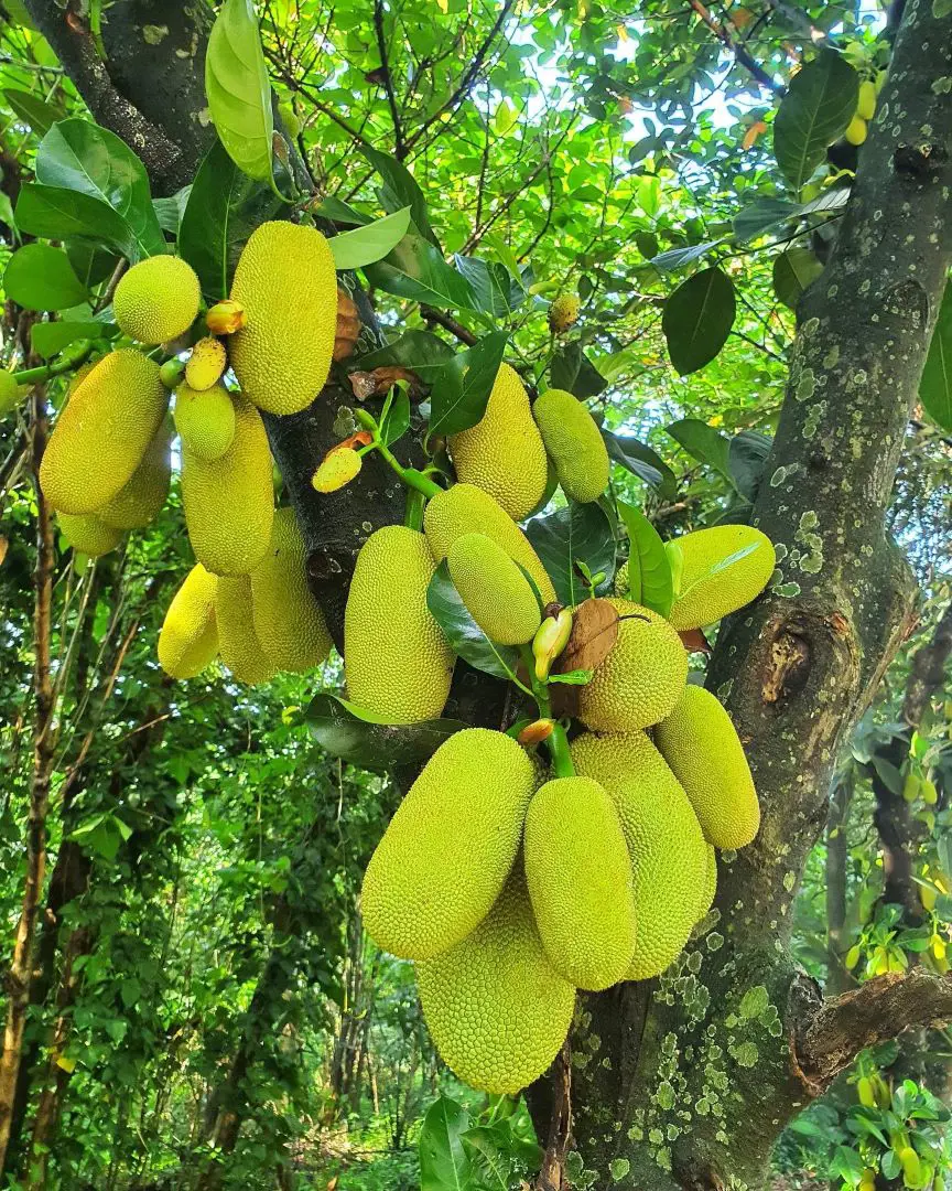 10 Health Benefits Of Jackfruit
