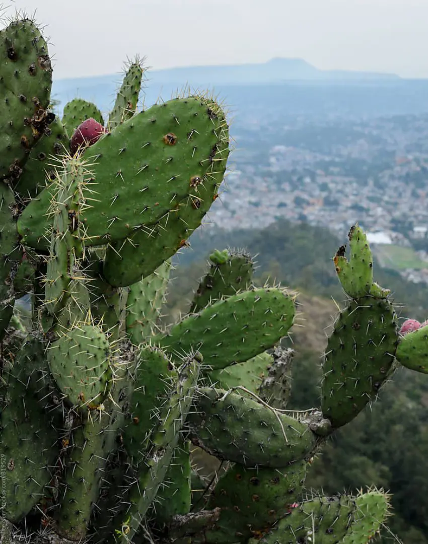 15 Nopal Cactus Benefits and Nutrition