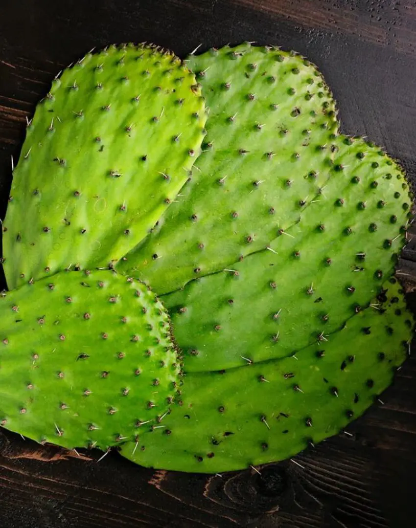 15 Nopal Cactus Benefits and Nutrition