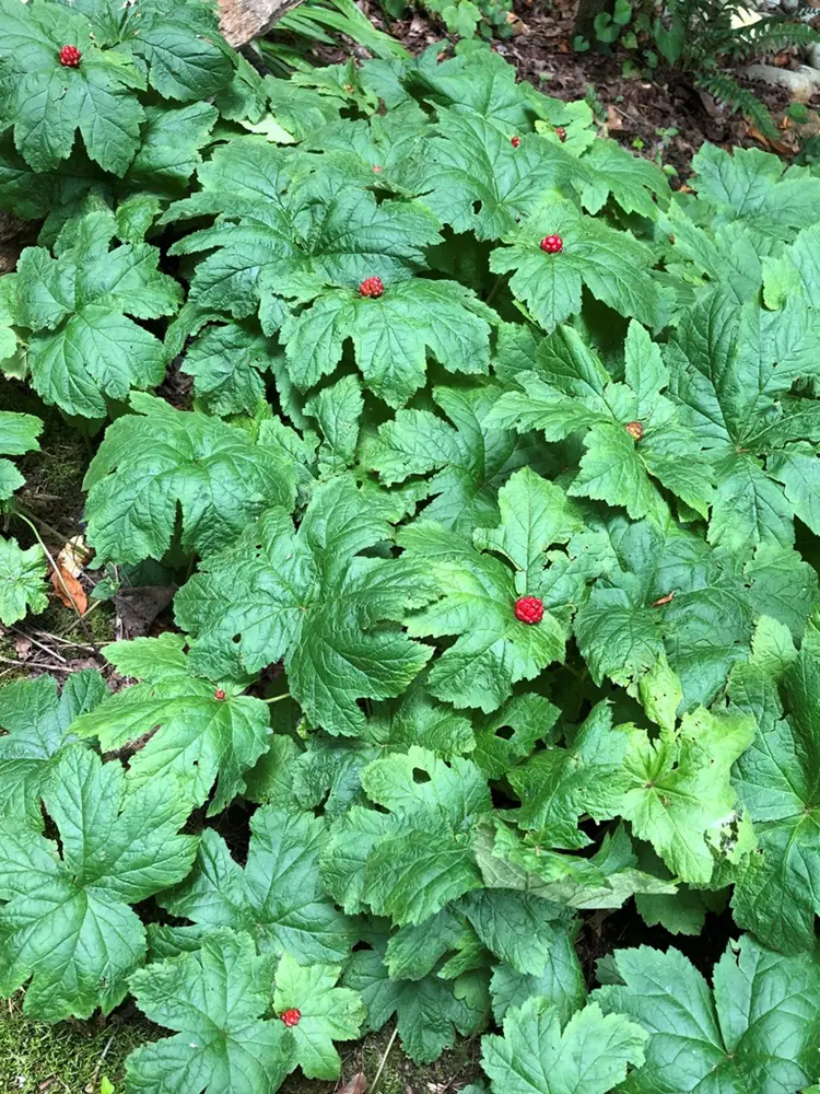 Goldenseal: Benefits, Dosage And Side Effects
