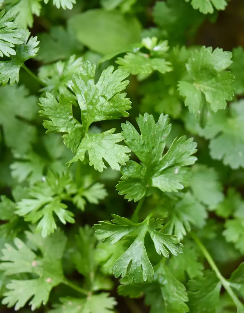 15 Health Benefits of Coriander and Uses